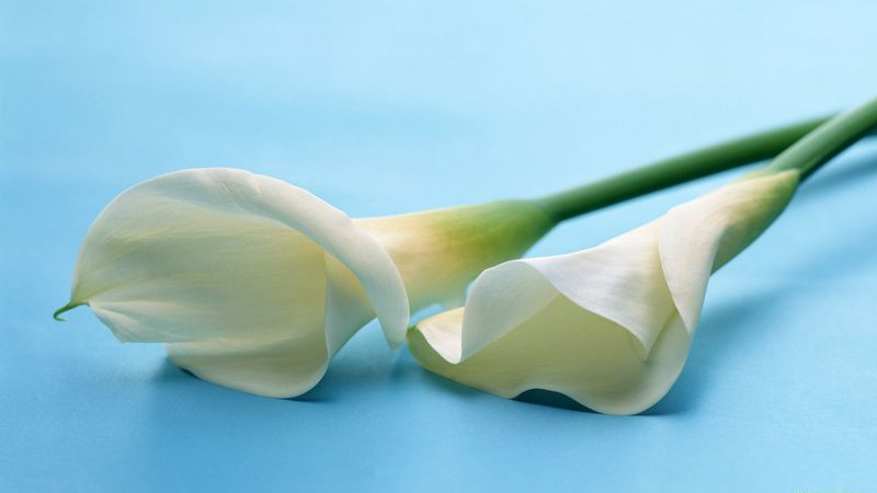 Buyer’s Guide: How to Select Cisco Branch Routers - Router Switch Blog